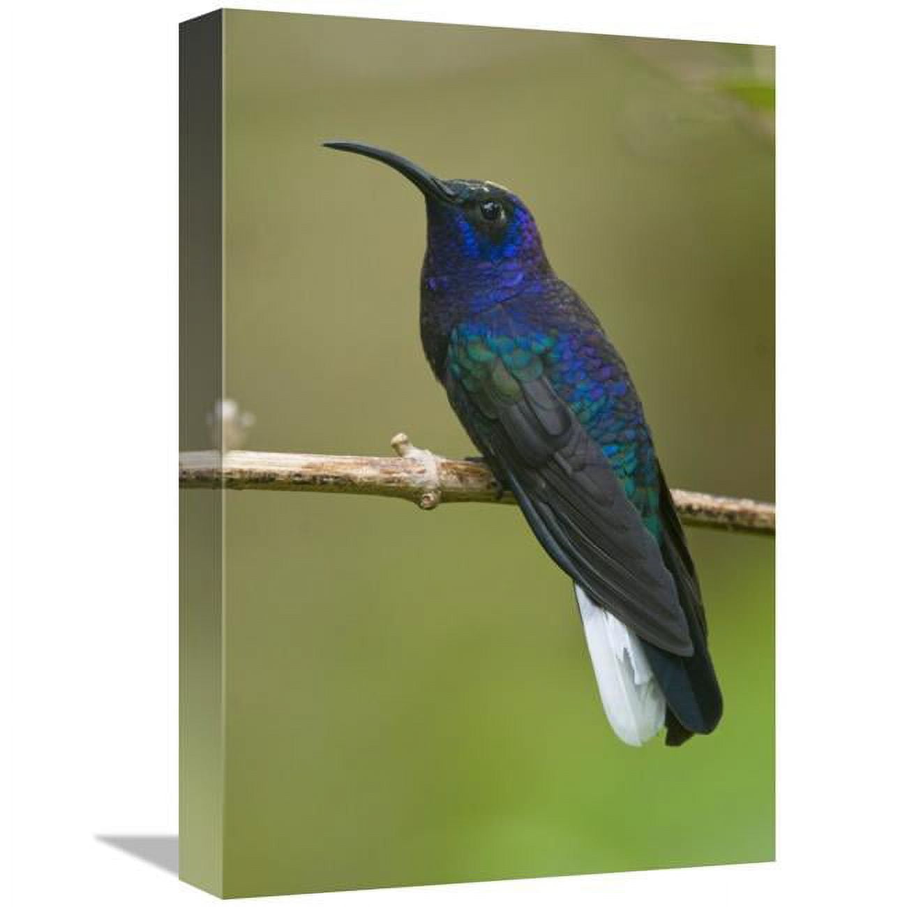 12 x 18 in. Violet Sabre-Wing Hummingbird, Costa Rica Art Print - Steve ...