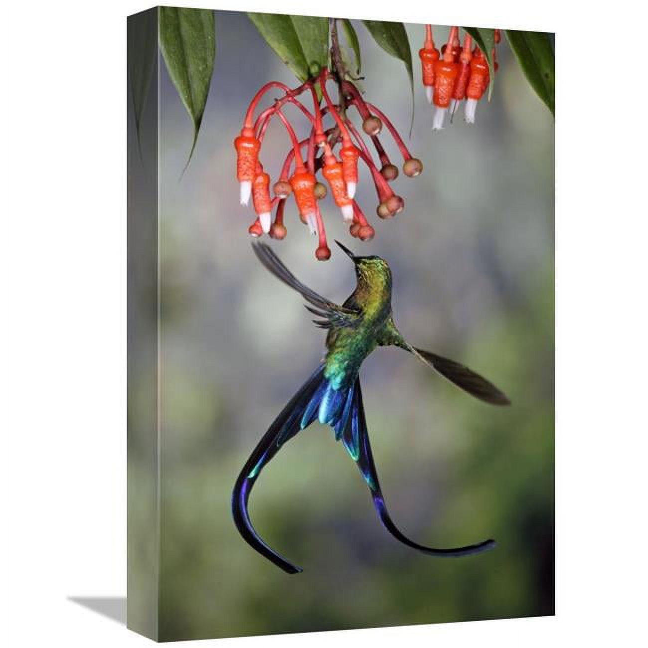 12 x 18 in. Violet-Tailed Sylph Hummingbird Visiting Flowers of ...