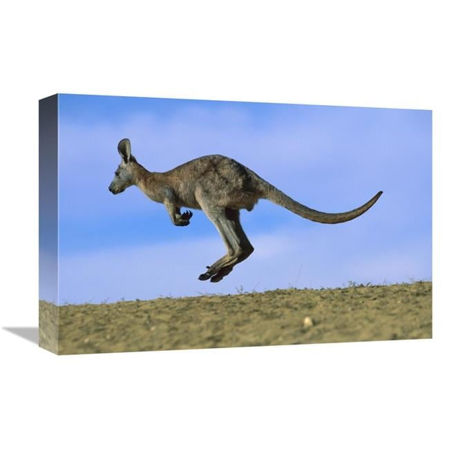 12 x 18 in. Wallaroo or Euro Kangaroo Hopping, Sturt National Park, New ...