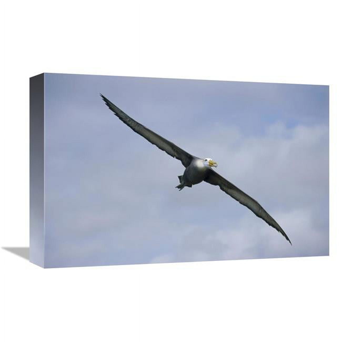 12 x 18 in. Waved Albatross Flying, Galapagos Islands, Ecuador Art ...