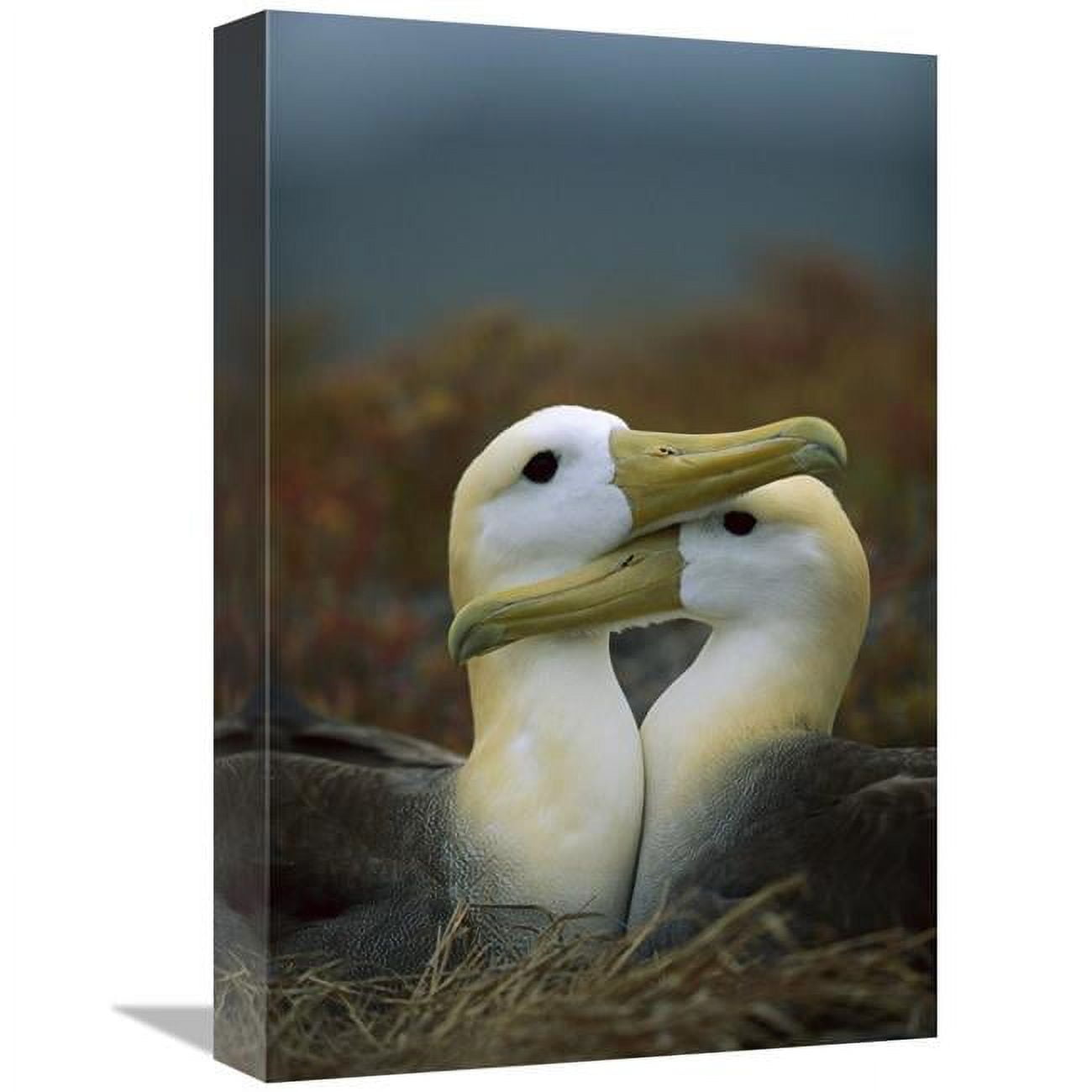 12 x 18 in. Waved Albatross Pair Bonding, Galapagos Islands, Ecuador ...