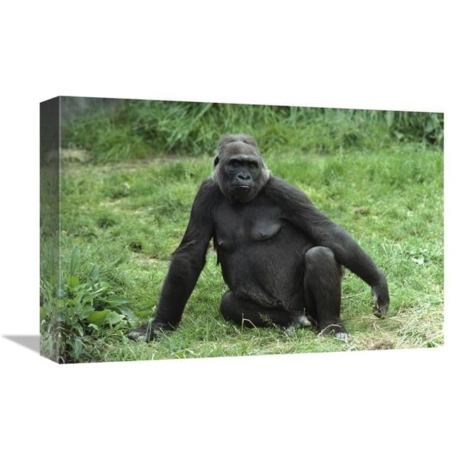 12 x 18 in. Western Lowland Gorilla Female, Woodland Park Zoo Art Print ...