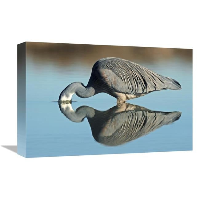 12 x 18 in. White-Faced Heron Striking at Prey, Avon Heathcote Estuary ...