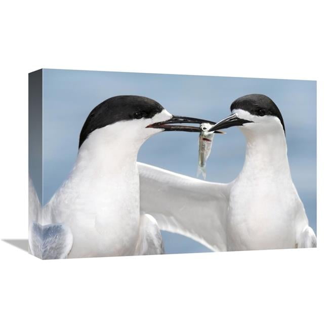 12 x 18 in. White-Fronted Tern in Courtship Display, Avon Heathcote ...