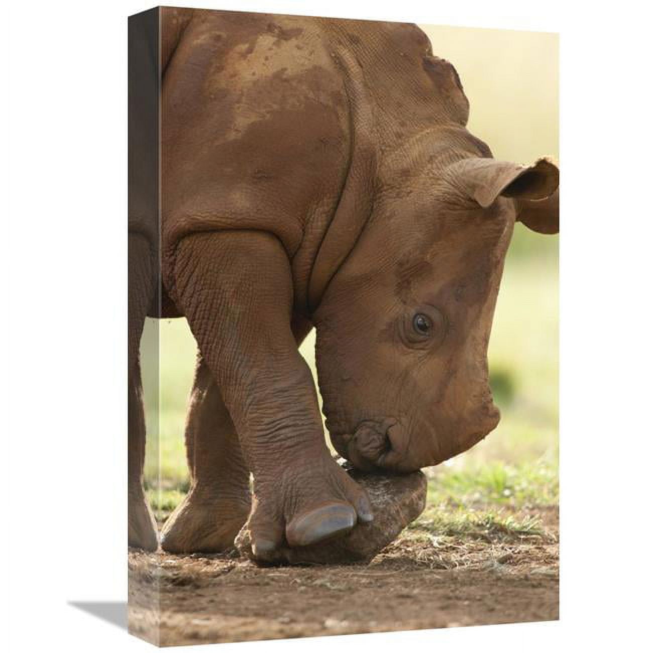 12 x 18 in. White Rhinoceros Calf Playing with A Rock, Rhino & Lion ...