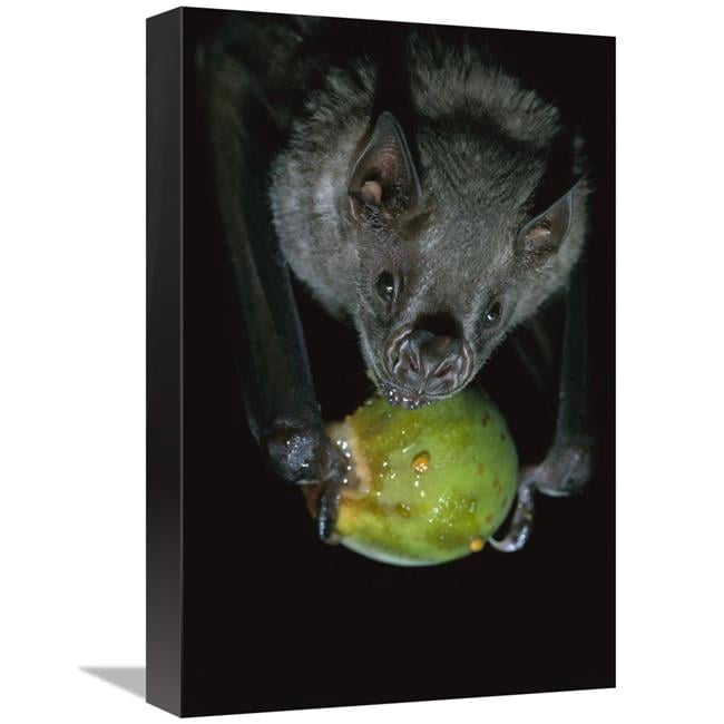 12 x 18 in. White-Throated Round-Eared Bat Eating A Fig, Barro Colorado ...