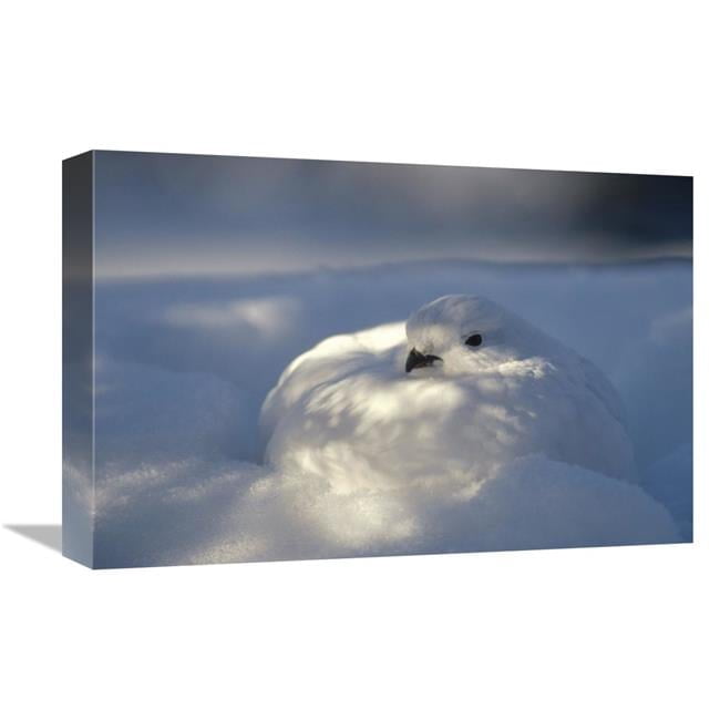12 x 18 in. Willow Ptarmigan Camouflaged in Snow Burrow, Alaska Art ...