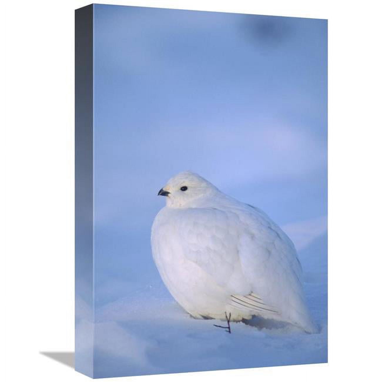 12 x 18 in. Willow Ptarmigan with White Winter Plumage, Alaska Art ...