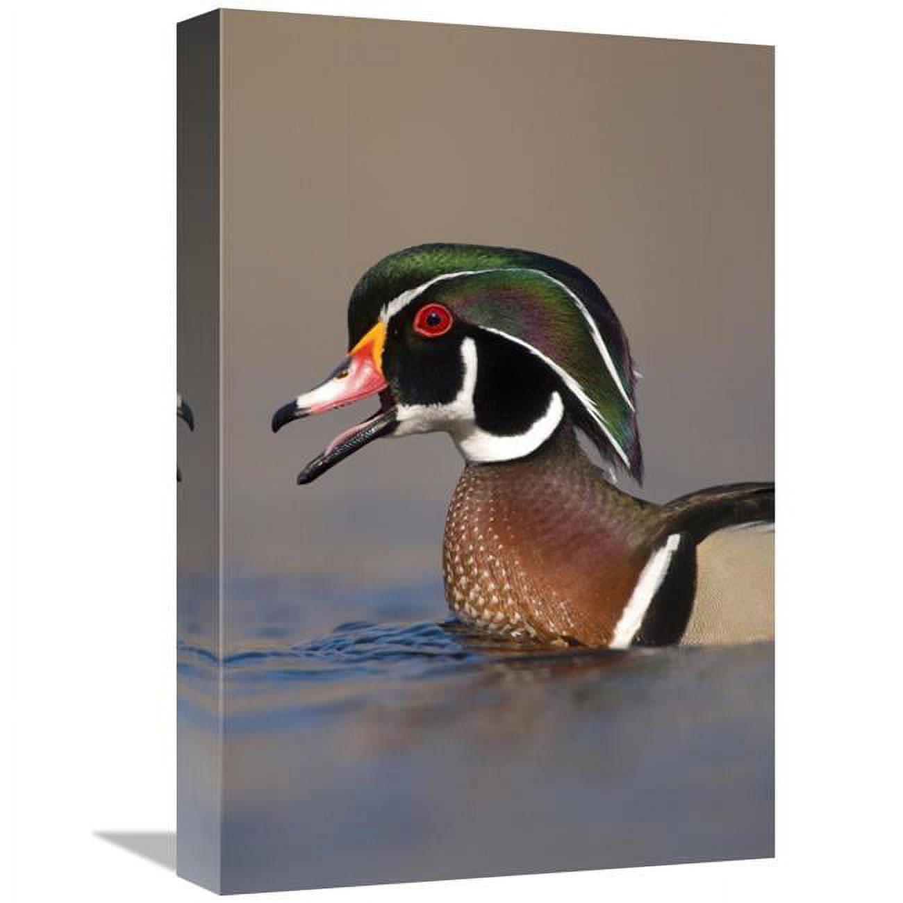 12 x 18 in. Wood Duck Male Calling, Lapeer State Game Area, Michigan ...