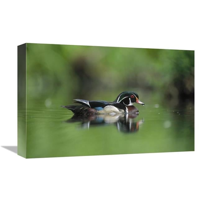 12 x 18 in. Wood Duck Male Portrait, British Columbia, Canada Art Print ...
