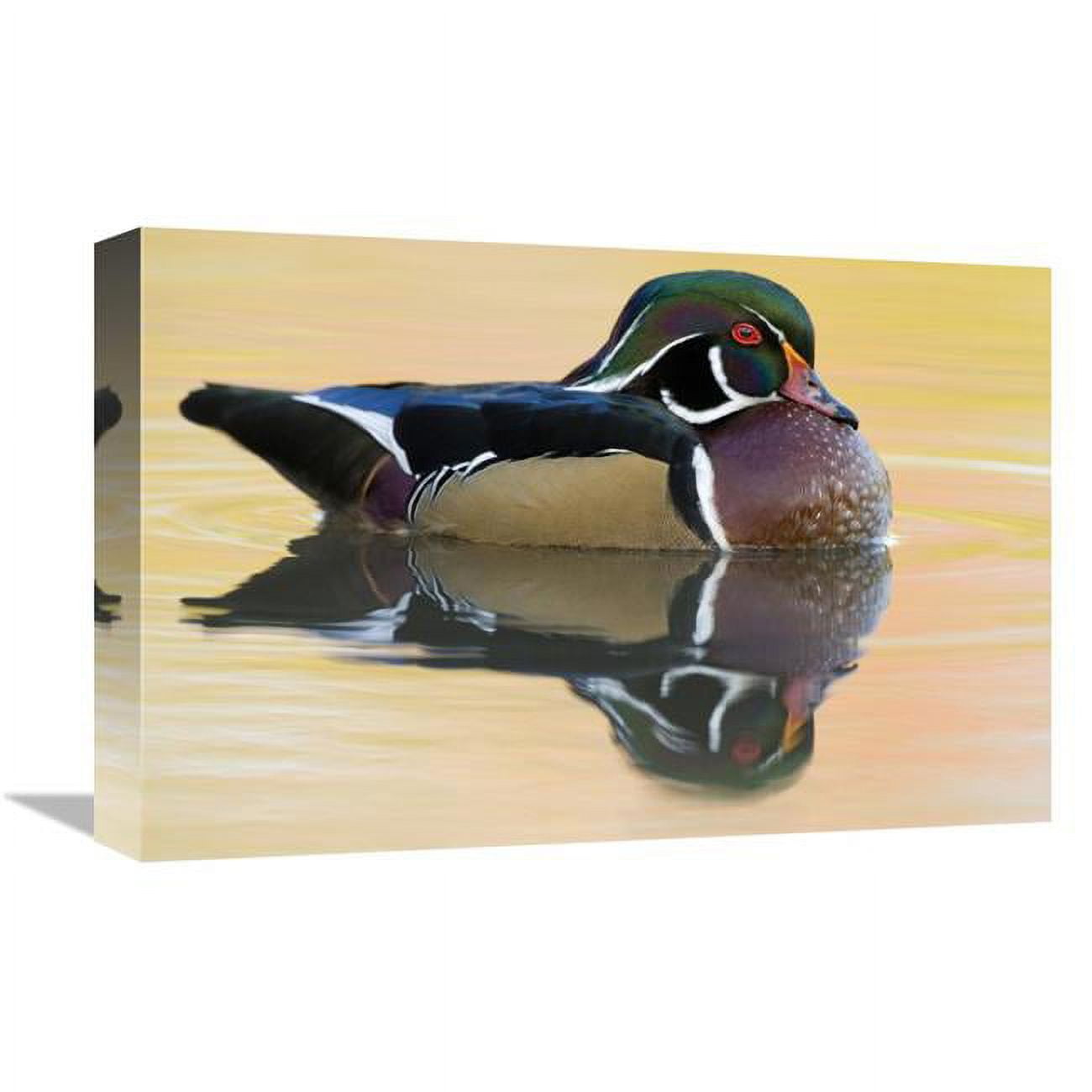 12 x 18 in. Wood Duck Male in Breeding Plumage, Lapeer State Game Area ...