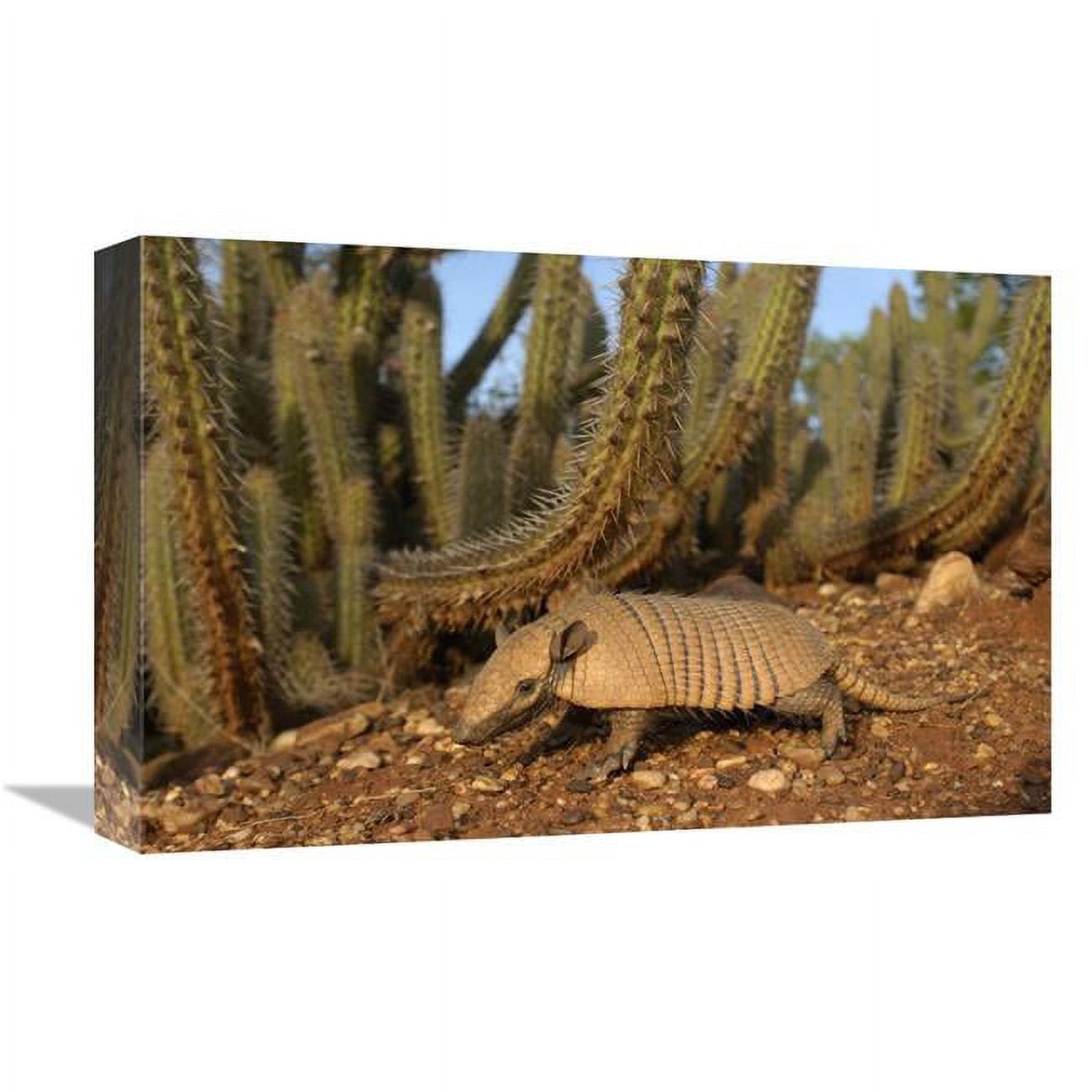 12 x 18 in. Yellow Armadillo Walking Beneath A Cactus, Caatinga Habitat ...