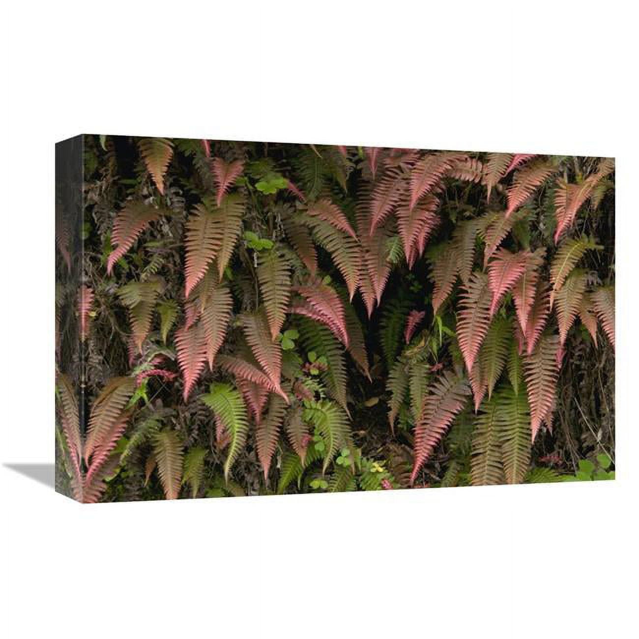 12 x 18 in. Young Ferns in Temperate Forest, Ecuador Art Print - Murray ...