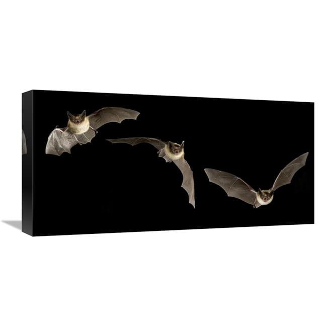 12 x 24 in. Western Long-Eared Myotis Trio Flying Showing Acrobatic ...