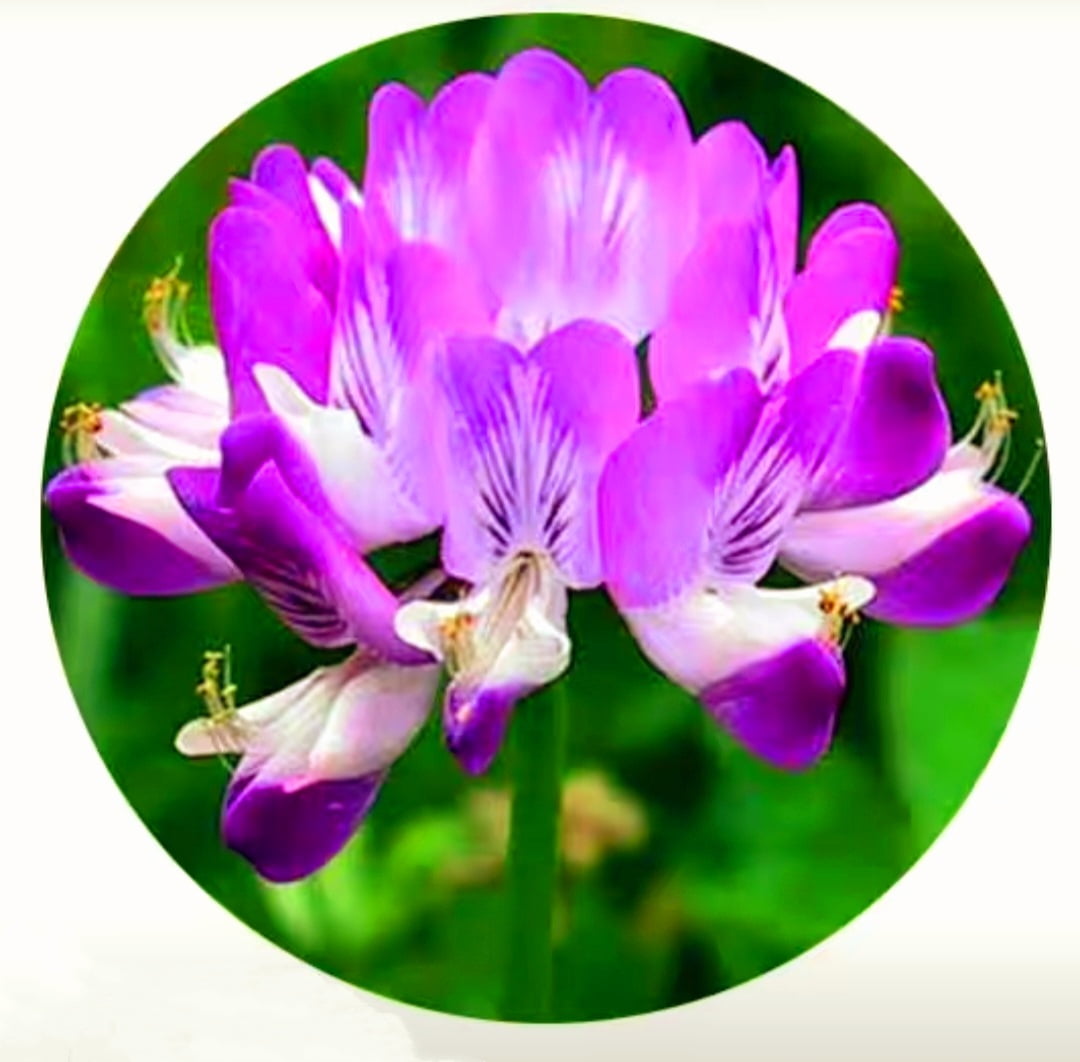 120 Chinese Milk Vetch Flower Seeds, Astragalus sinicus, Green Manure ...