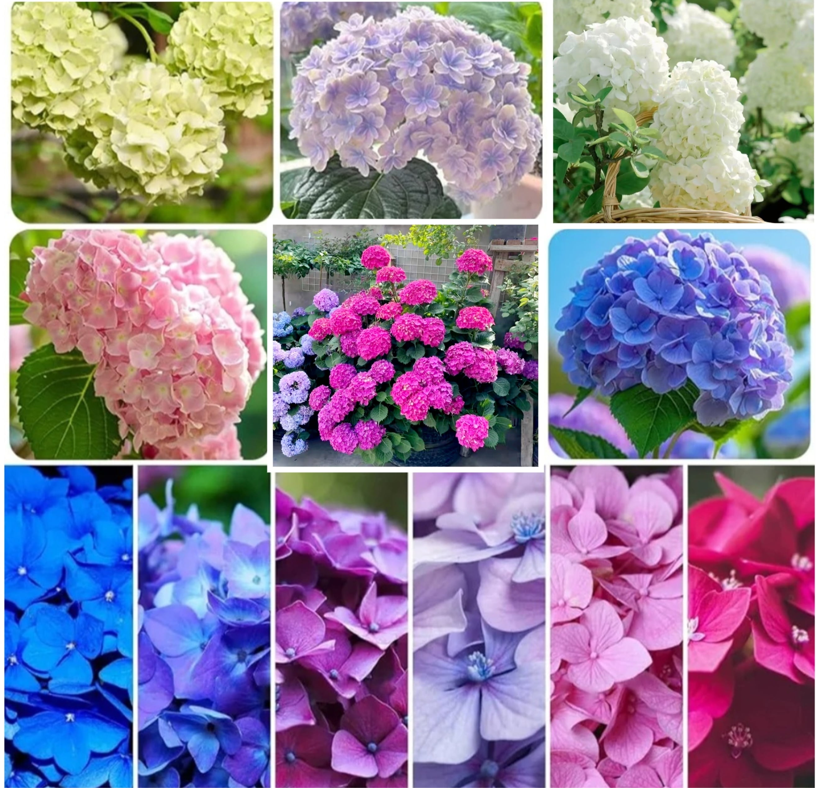 120 Hydrangea Giant Snowball Flower Seed, Fast Growing by PeavyTailor ...