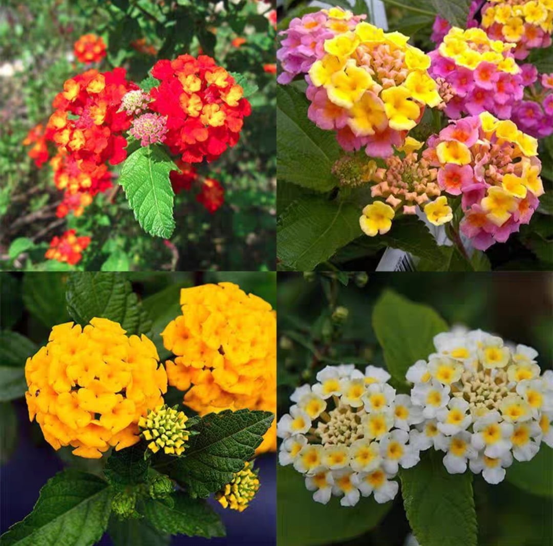 120 Lantana Camara Seeds Natural Mosquito Mix Colors Shrub Free ...