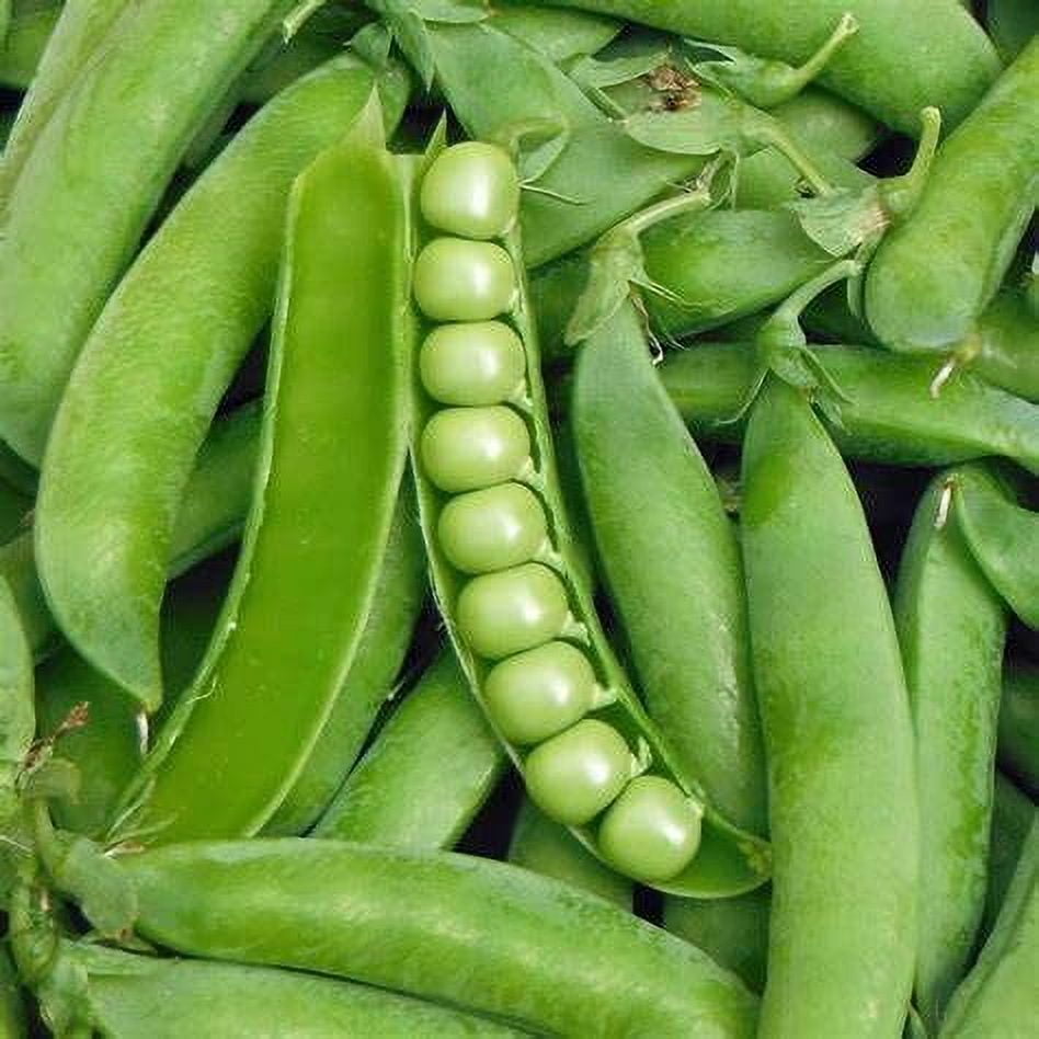 120 Lincoln Pea TWE5 Seeds for Planting Heirloom Non GMO 1 Ounce of ...