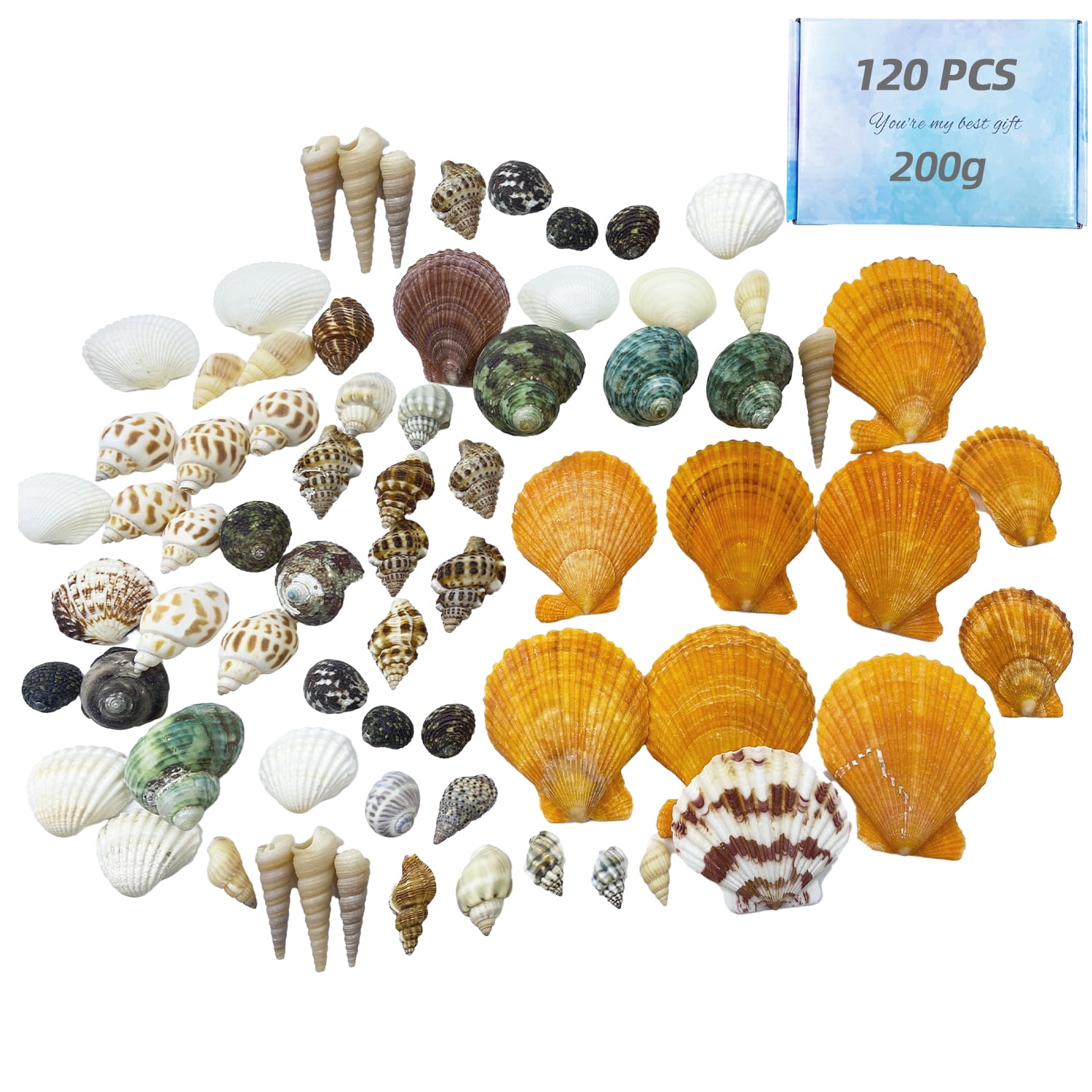 120 Pcs Sea Shells Mixed Beach Seashells, Natural Sea Shell Ocean ...