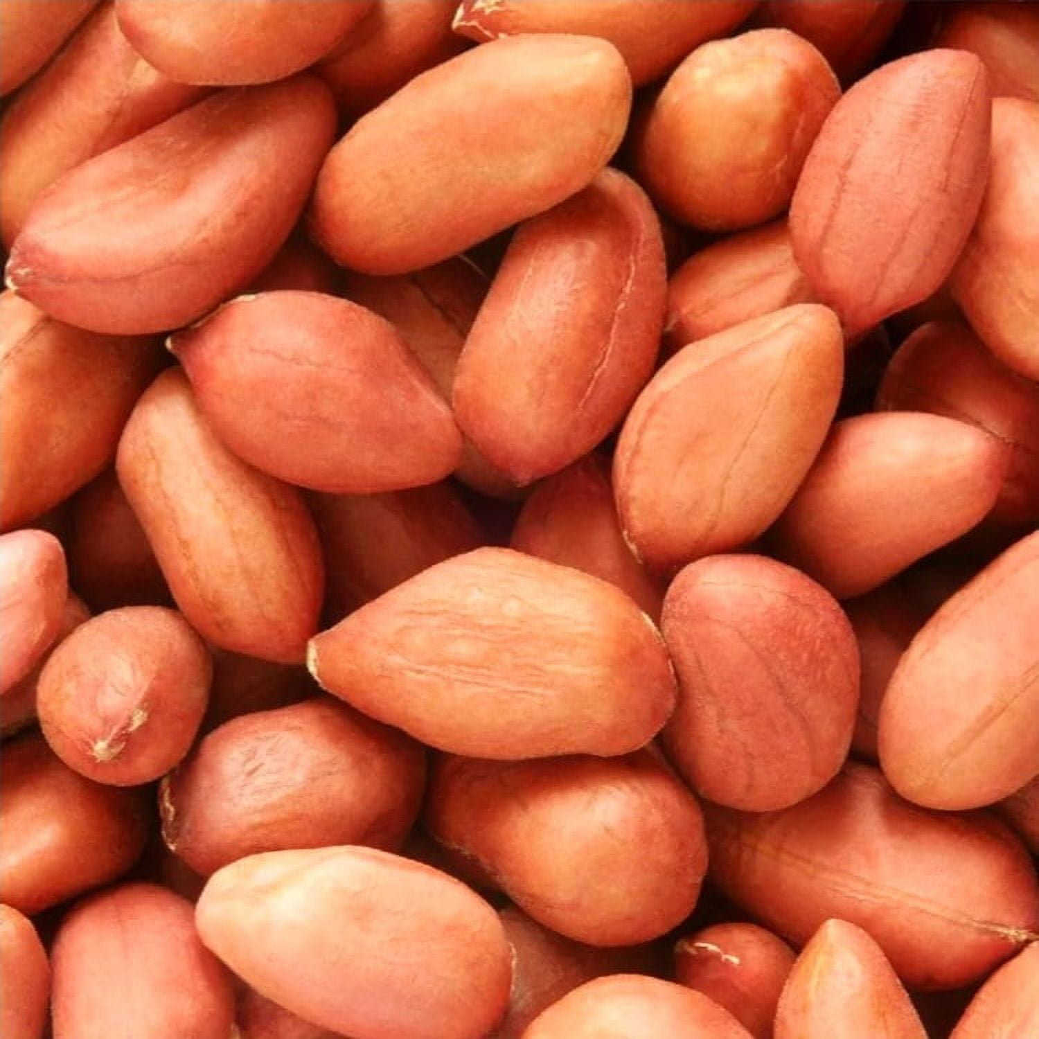 120 Seed Peanut Seeds Non-GMO Fresh Garden Seeds Virginia Jumbo Fresh ...