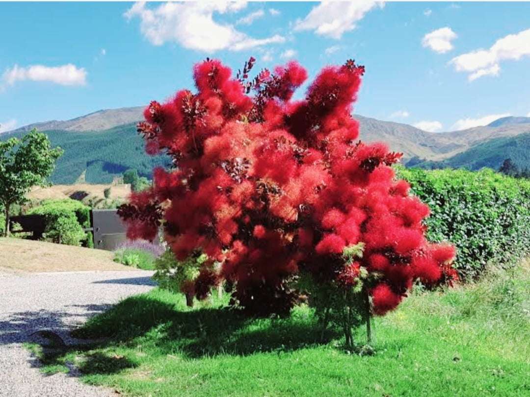 120 Seeds Dwarf Smoketree Royal Purple Tree Rare flowering Cotinus ...