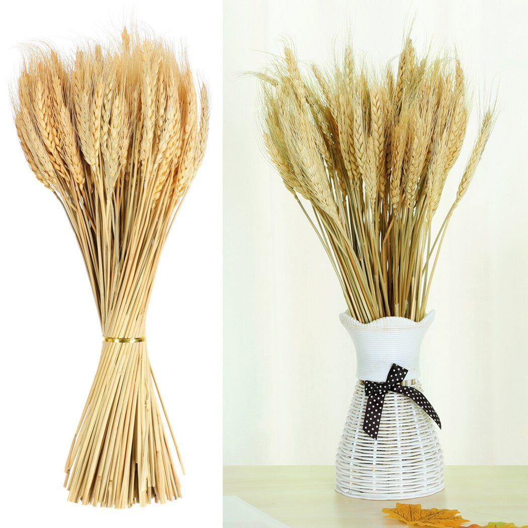 120 Stems Dried Wheat Sheaves, Dried Wheat Stalks, Natural Wheat ...