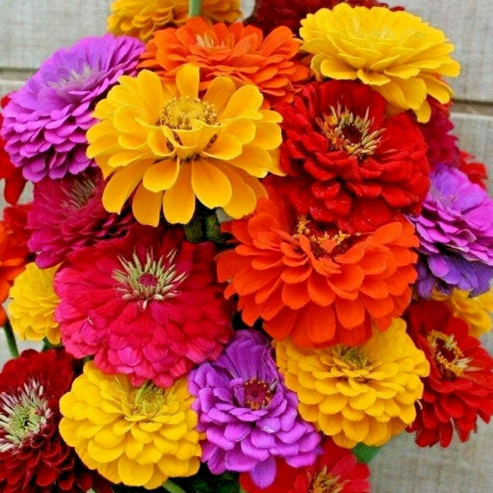 Home Shops USA, 120+ Zinnia Giants Mix Seeds, Autumn Flowers, Fall ...