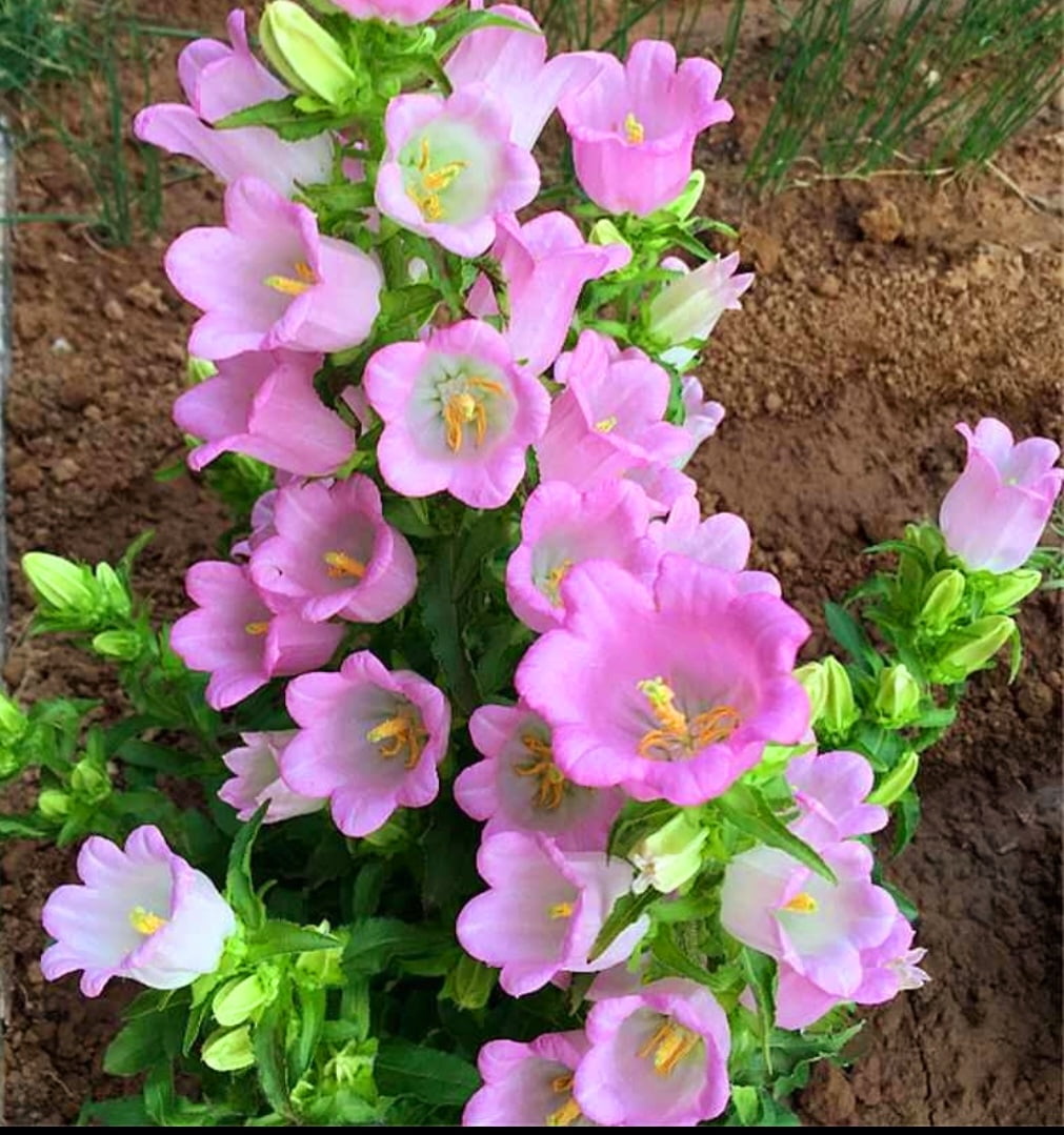 1200 Canterbury Bells Seeds, Campanula RainbowFragrant Deluxe Faerie ...