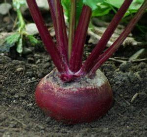 1200 Detroit Dark TWE5 Red Beet Seeds for Planting 1 Ounce of Seeds ...