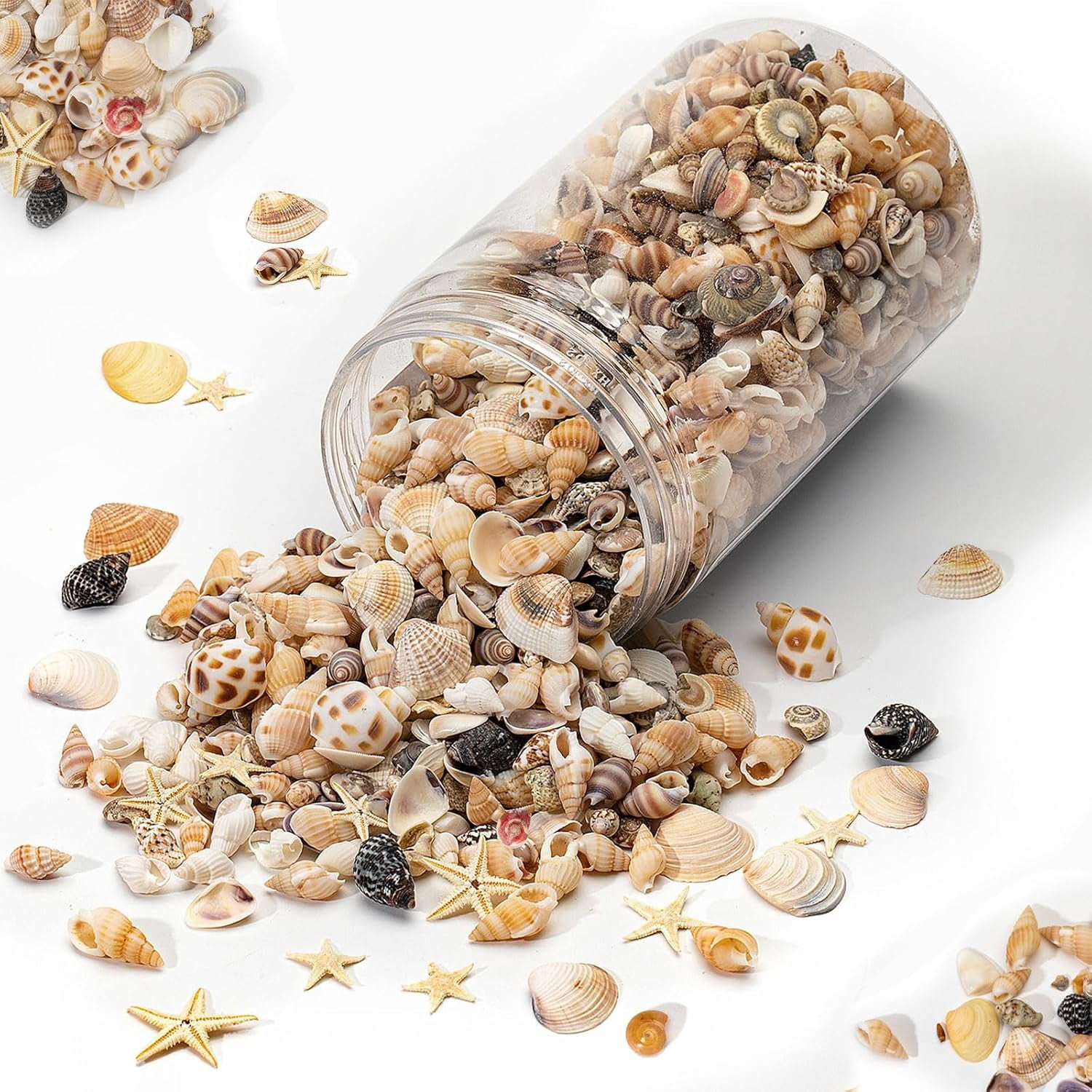 1200 PCS Natural Seashells, Tiny sea Shells & Small Starfish for ...