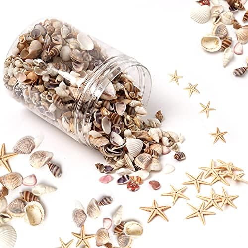 1200 Pieces Tiny Sea Shells Small Natural Starfish Mixed Ocean Beach ...