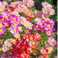 1200 Pyrethrum Seeds White yellow purple Perennial Tanacetum ...