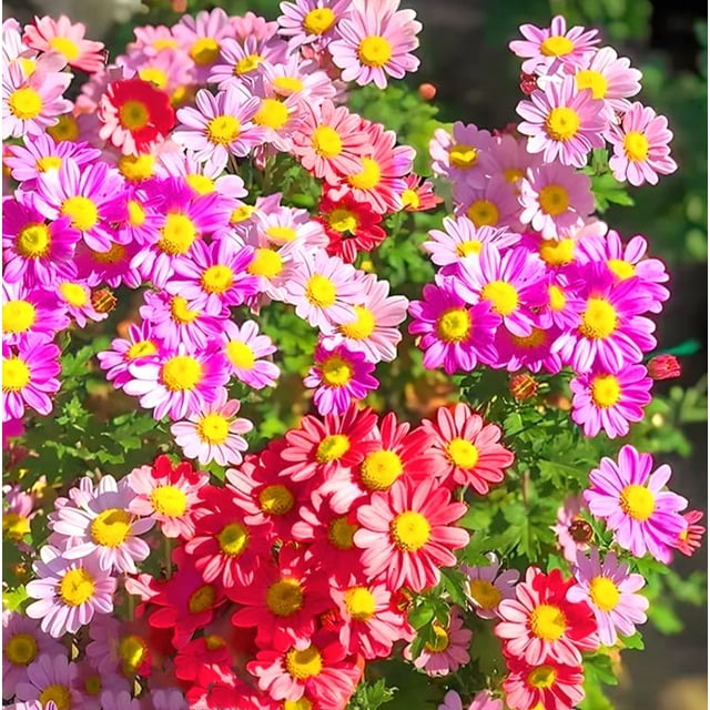 1200 Pyrethrum Seeds White yellow purple Perennial Tanacetum ...