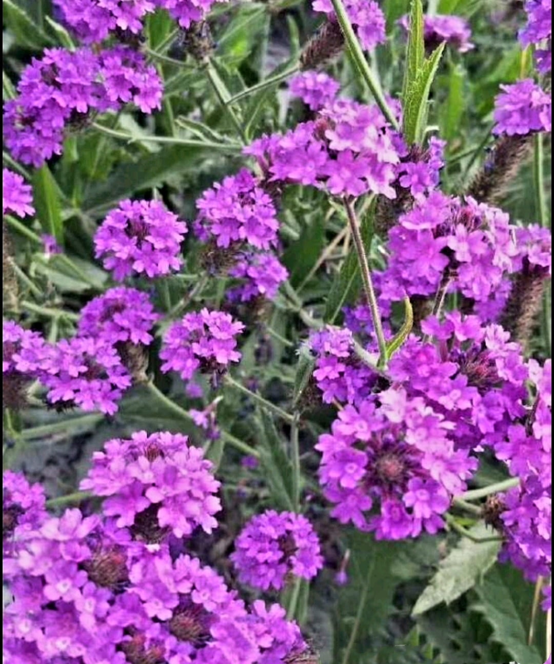 12000 Blue Vervain Flower Seeds Verbena Purpletop Vervain Verbena ...