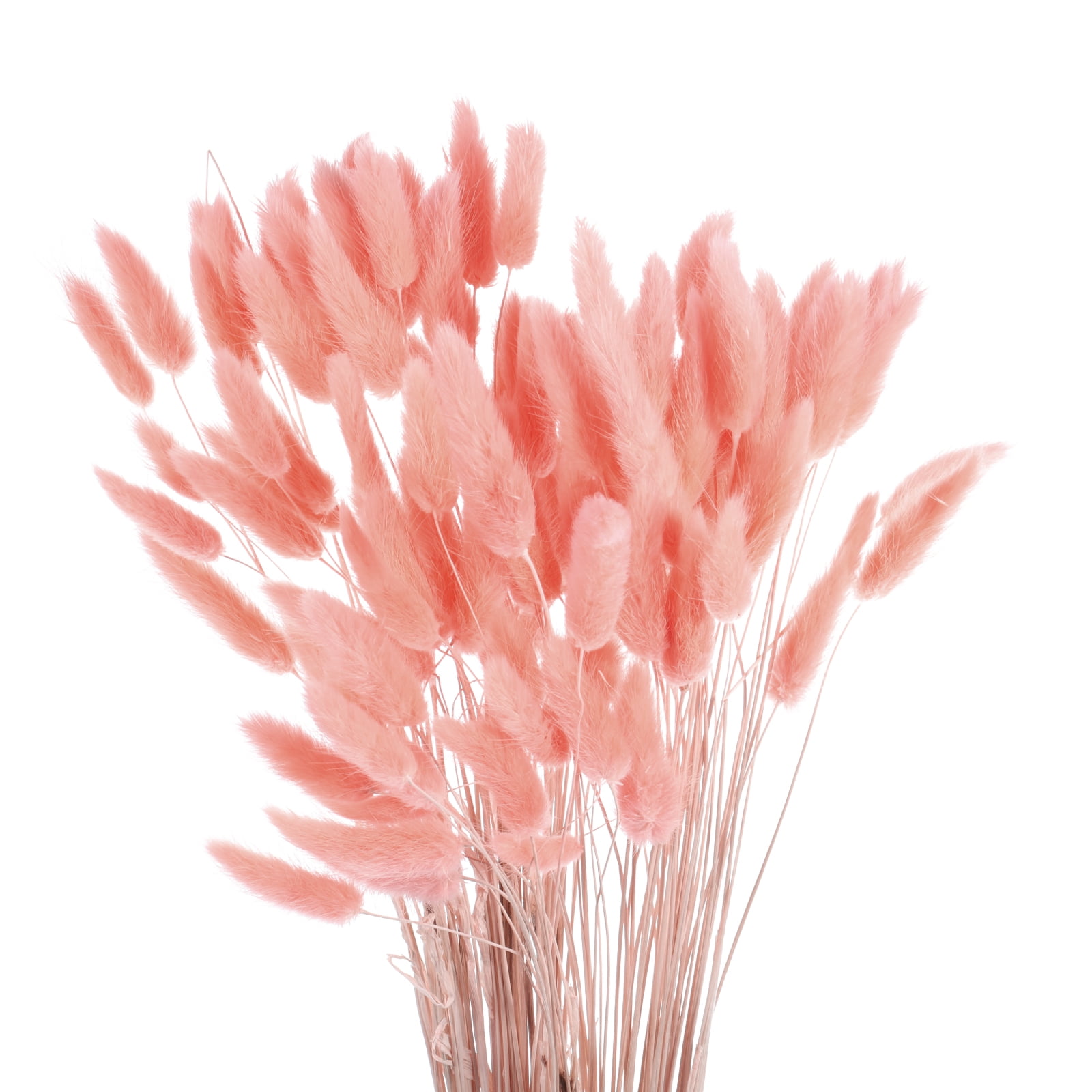 120pcs Natural Rabbit Bunny Tails Dried Flowers 24" Mini Pampas Grass Lagurus Ovatus Bunch ...