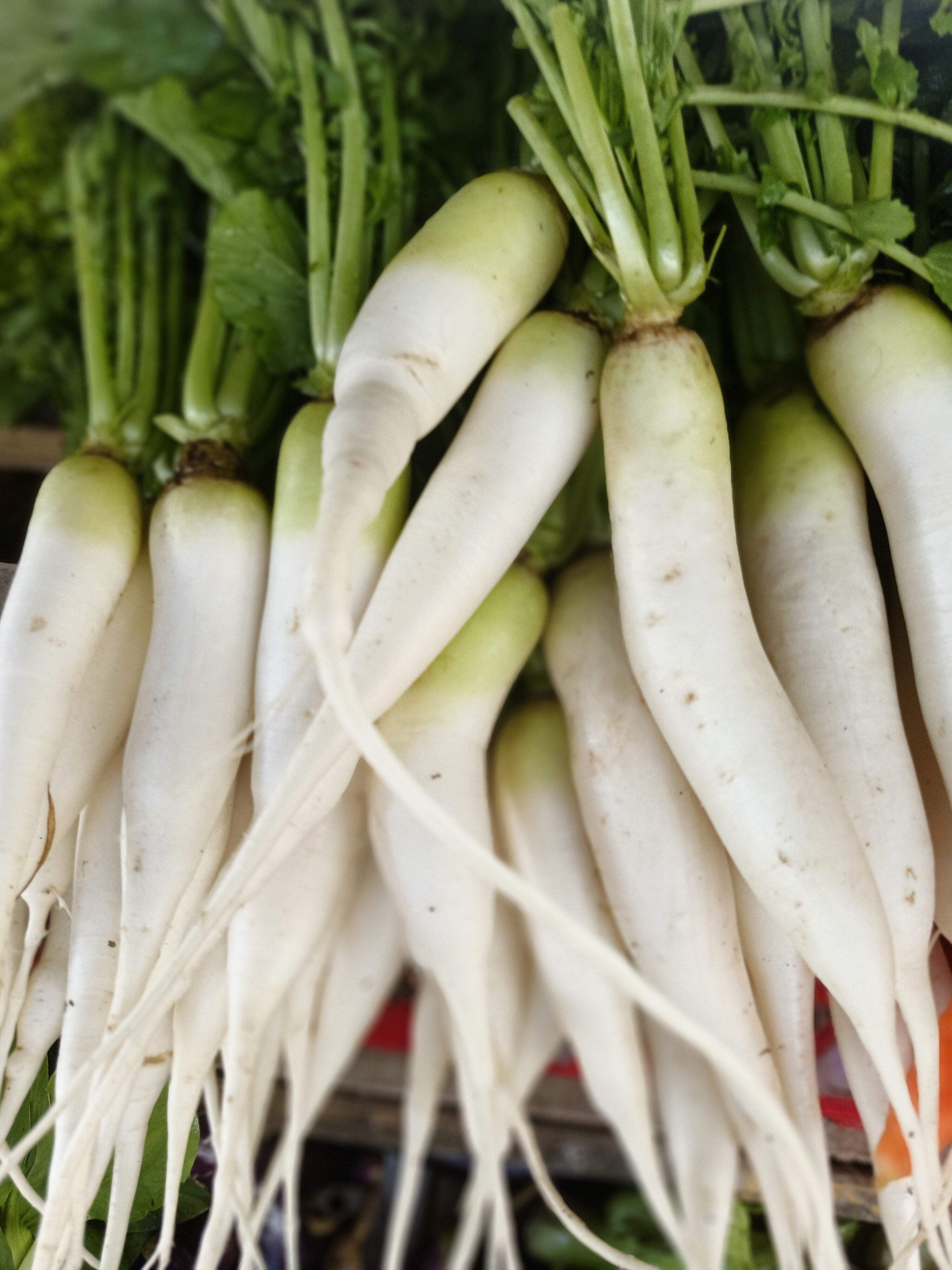 1250 Seeds WHITE ICICLE RADISH Raphanus Sativus Vegetable Seeds ...