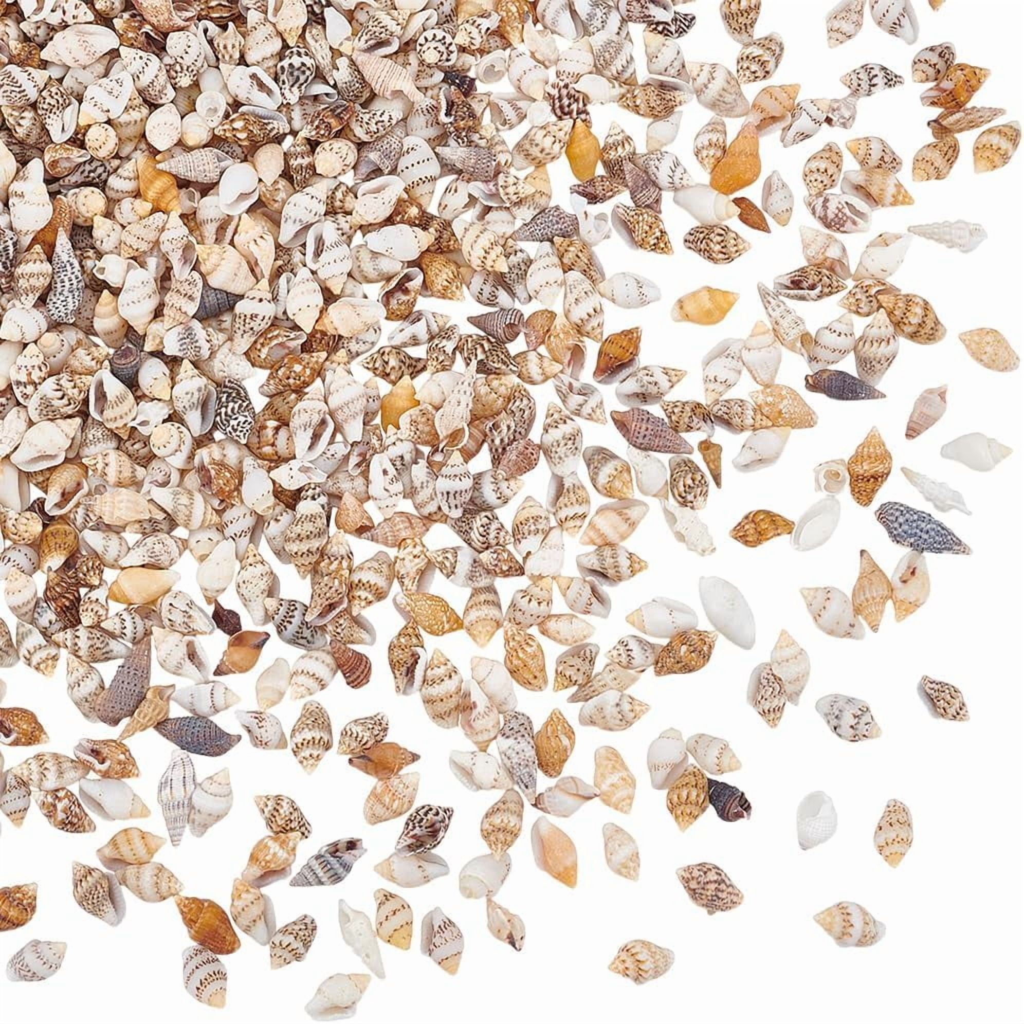 1290pcs Tiny Sea Shells No Hole Seashells Natural Conch Seashell Bulk ...
