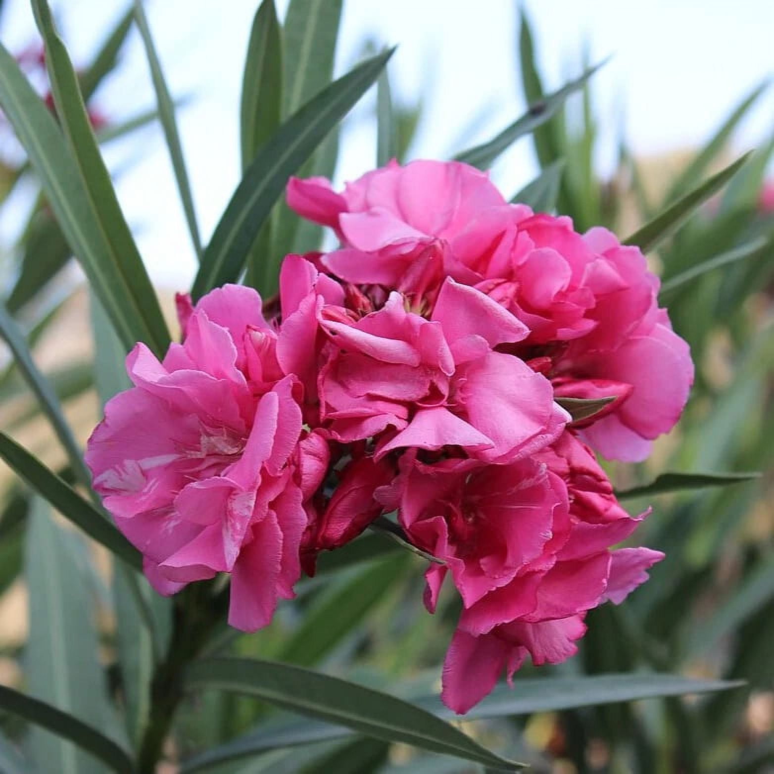6 Pink Oleander, Hardy Pink', Nerium Oleander, Live Plants, Thriving in ...