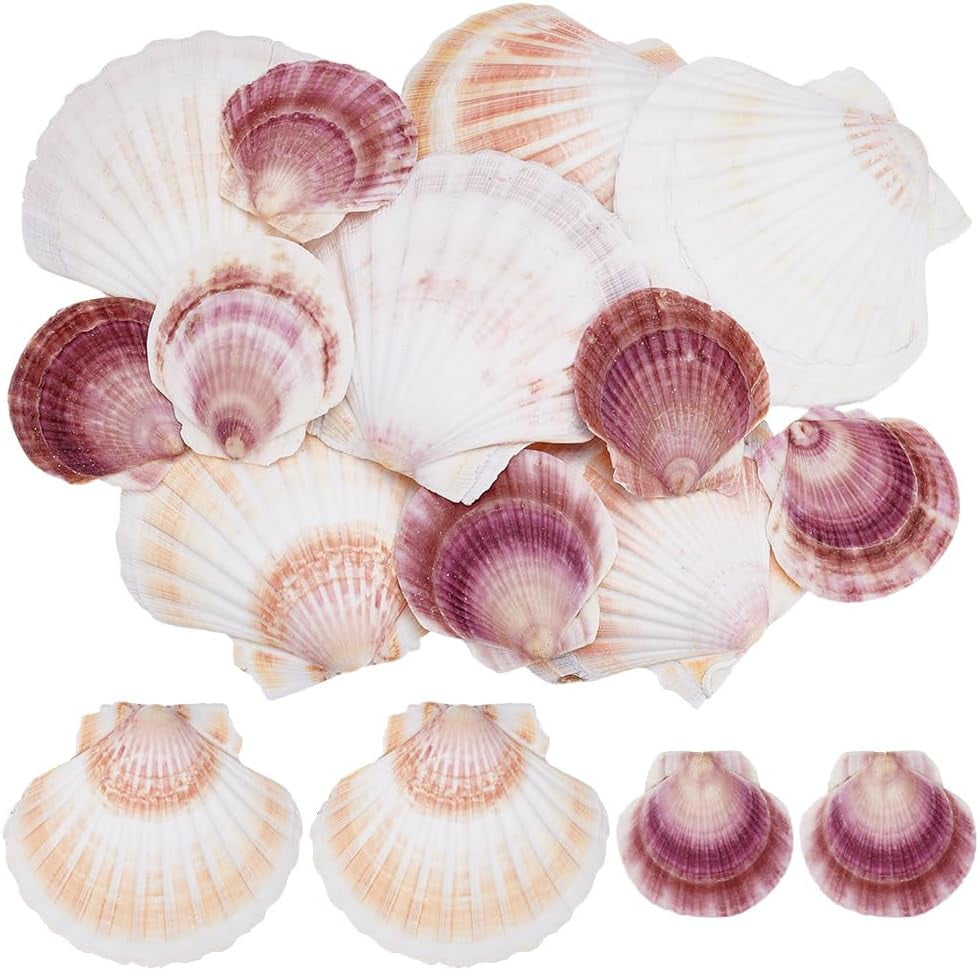 12Pcs 2 Styles Scallop Natural Shell Seashell 2"-5.12" Colorful Beach ...