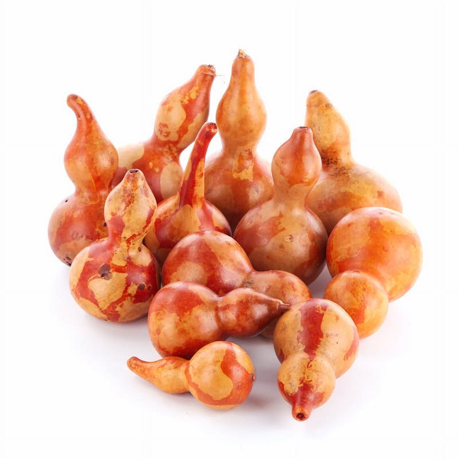 12pc Dried Mottled Orange Gourds - for Fall Decor - Factory Direct ...