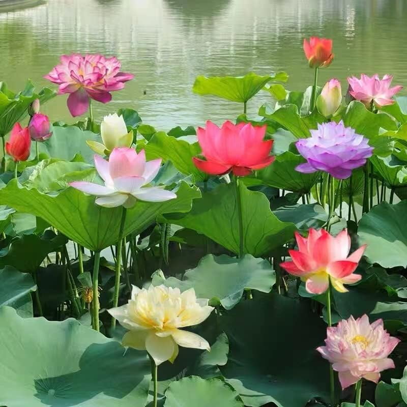 12pcs Bowl Lotus Seeds for Planting - H2FSDBonsai Lotus Seeds, Water Lily Flower, Aquatic Plants ...
