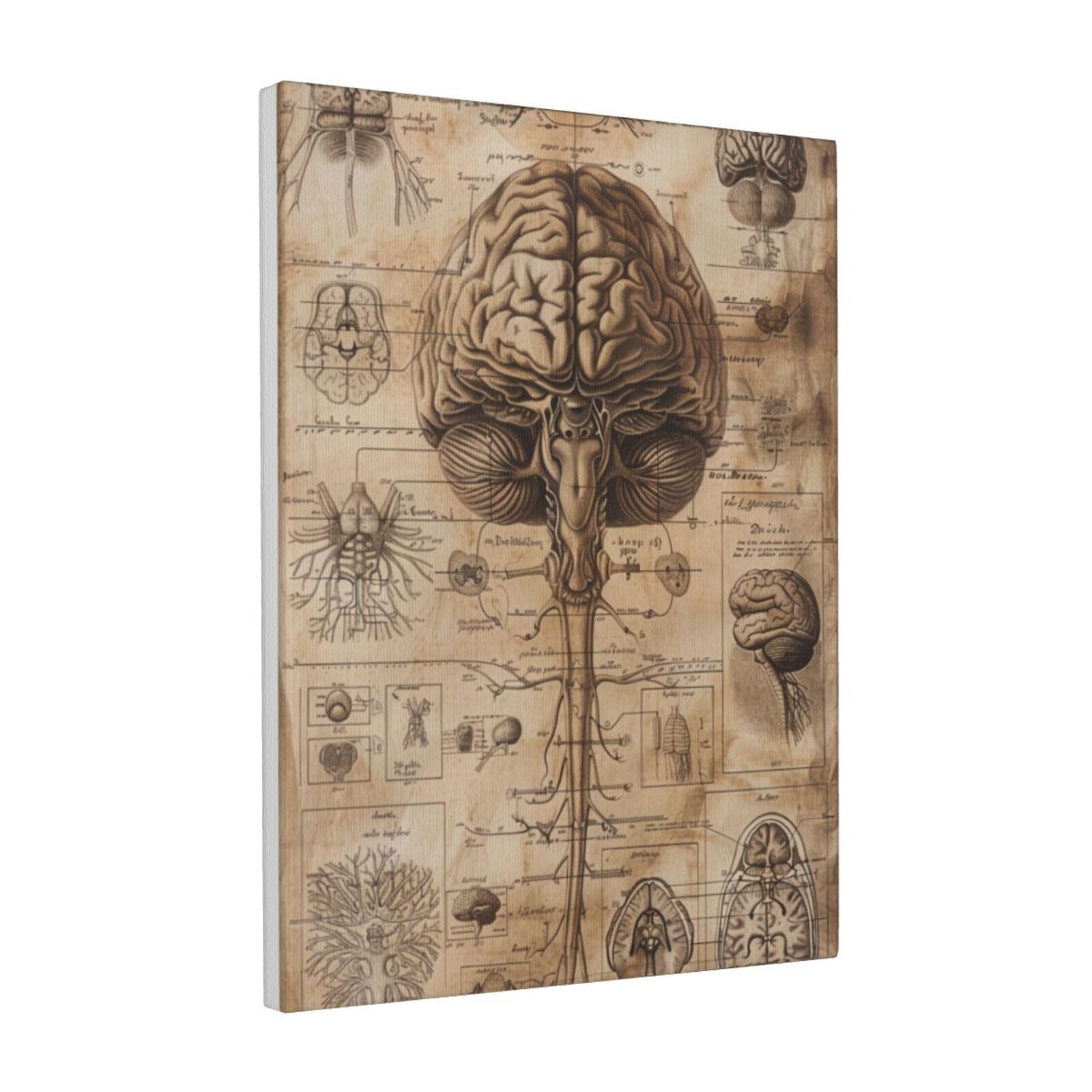 12x16 inch Classroom Decor Guide To Understanding The Human Brain ...