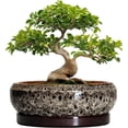 13 Inch Ceramic Bonsai Planter with Drainage Hole and Tray Round ...