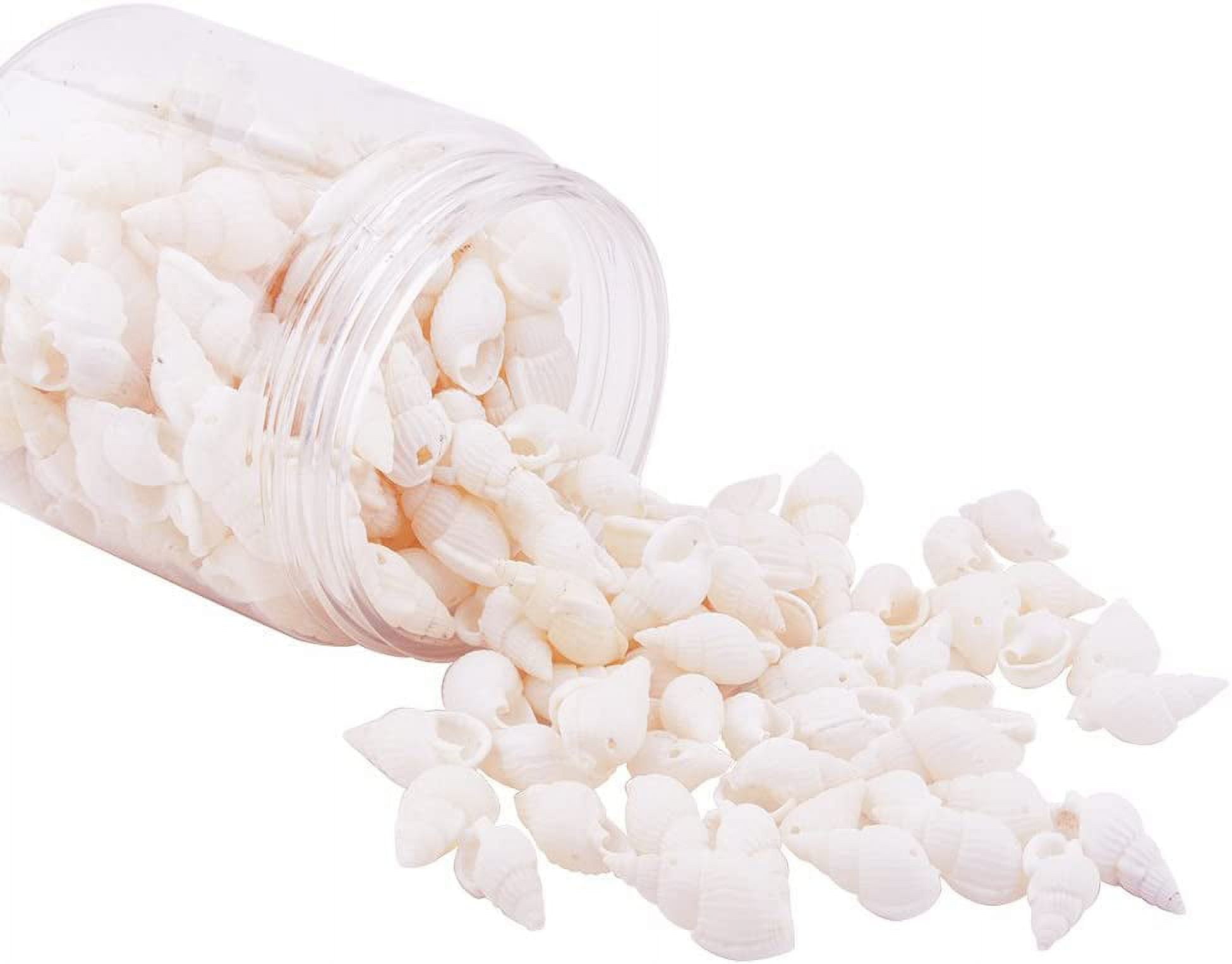 130-150 Pcs Tiny Sea Shell Ocean Beach Spiral Seashells 19-21mm Craft ...