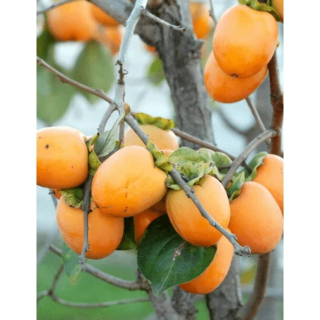 14-24" Jiro Persimmon Tree Seedling Live Plant, Bare Root, Fast Growing ...