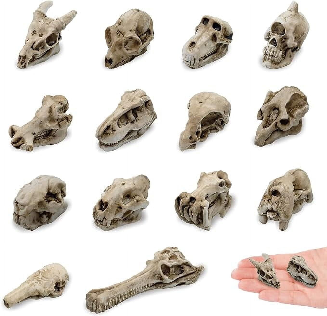 14 Pcs 1.5 Inch Mini Resin Animal Skull Heads Miniature Animal Skull ...