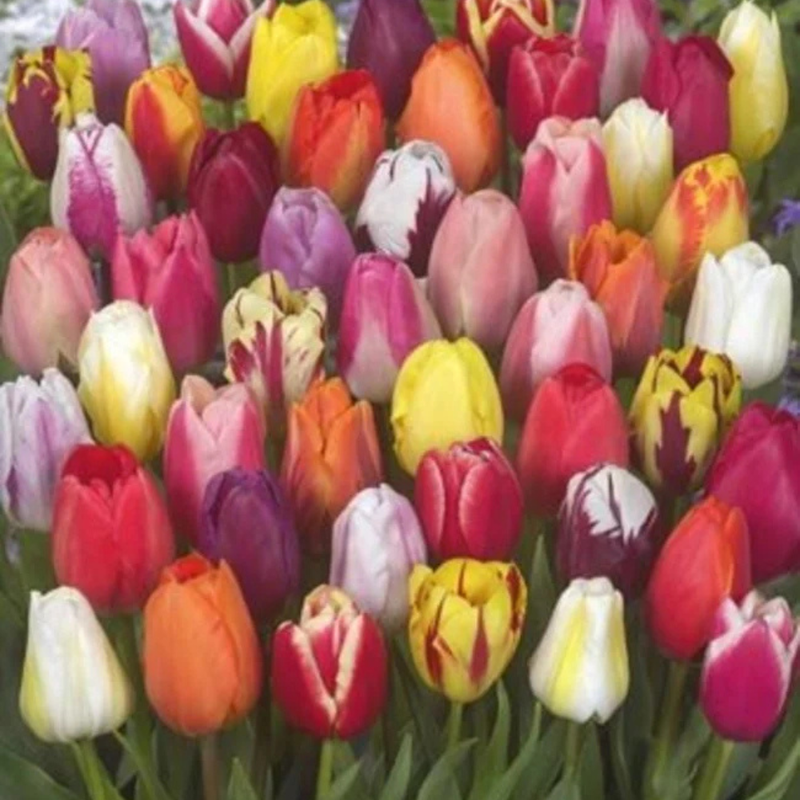 14 Tulip Mixed Bulbs Plant in Outdoor, Spring Color, Perenial Tulip ...