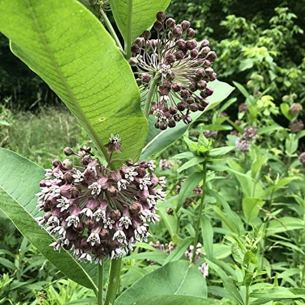 Bulk Organic Common AJH3 Milkweed Seeds (Asclepias syriaca L) 2800 Seeds (1 oz, 28 Grams ...