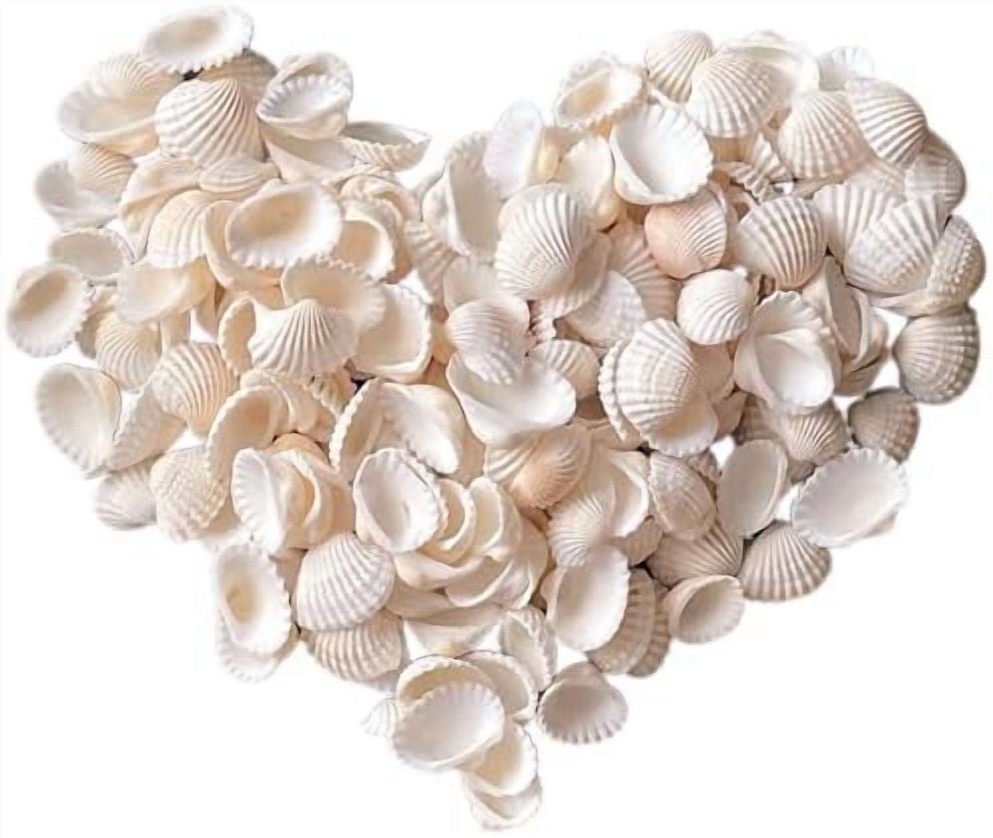 140Pcs Tiny Sea Shells - 0.8-1.2 inches Natural Small White Clam Shells ...