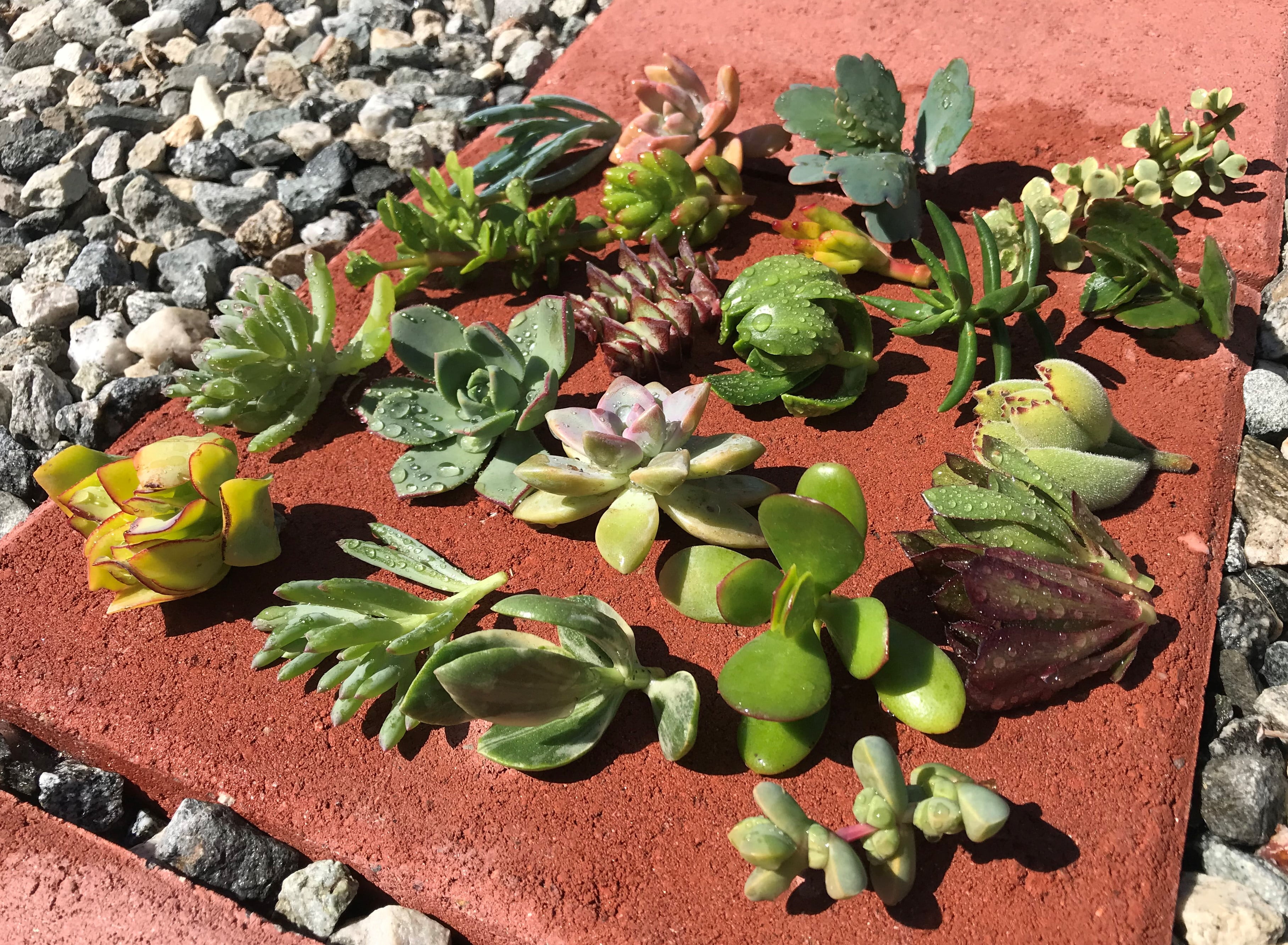 15 Indoor Real Live Colorful Assorted Varieties Succulent Cactus ...